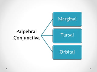 Anatomy of conjunctiva | PPTX