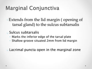 Anatomy of conjunctiva | PPTX