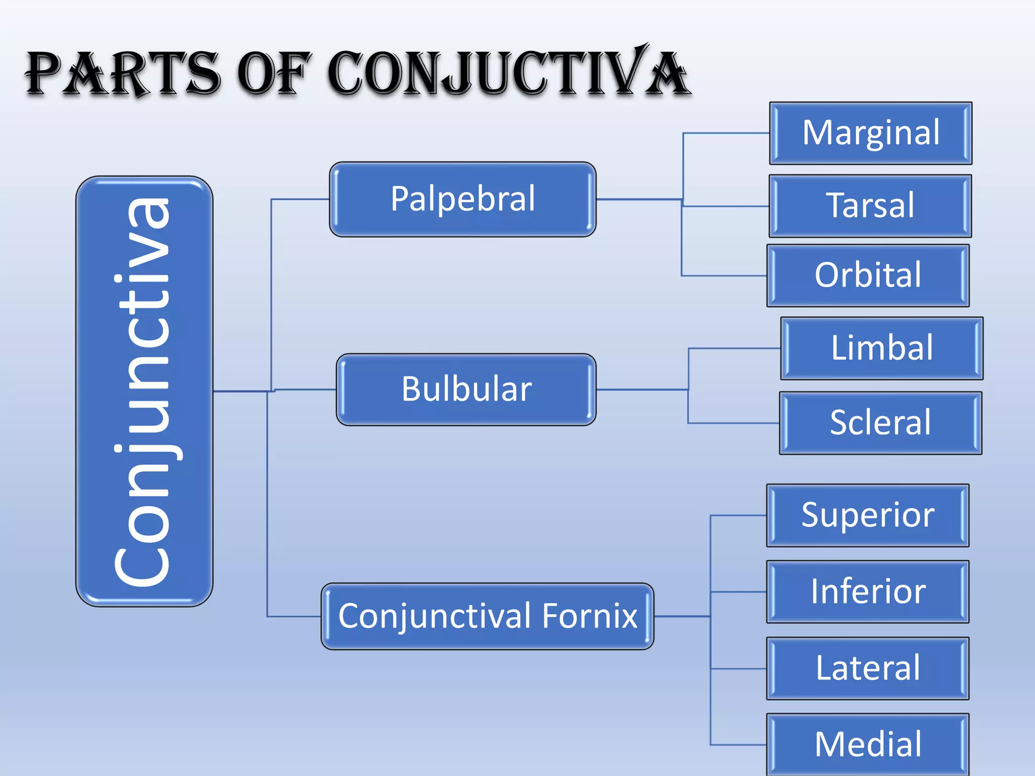 Anatomy of conjunctiva | PDF