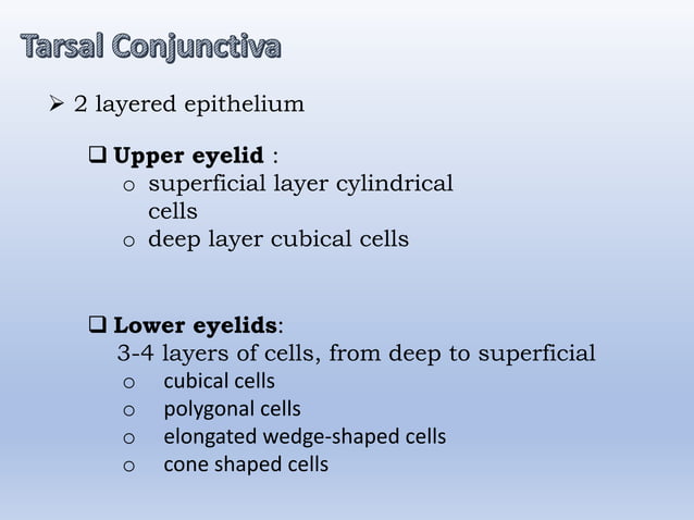 Anatomy of conjunctiva | PDF