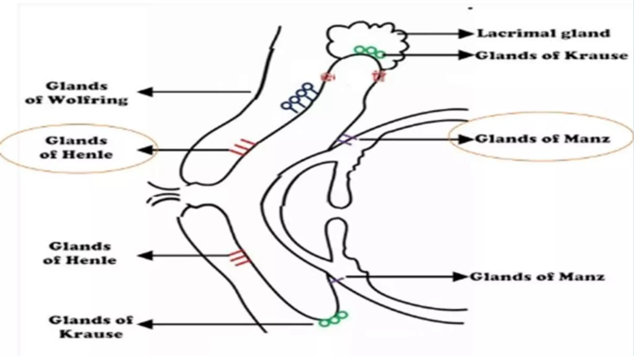 Anatomy of Conjunctiva.pptx