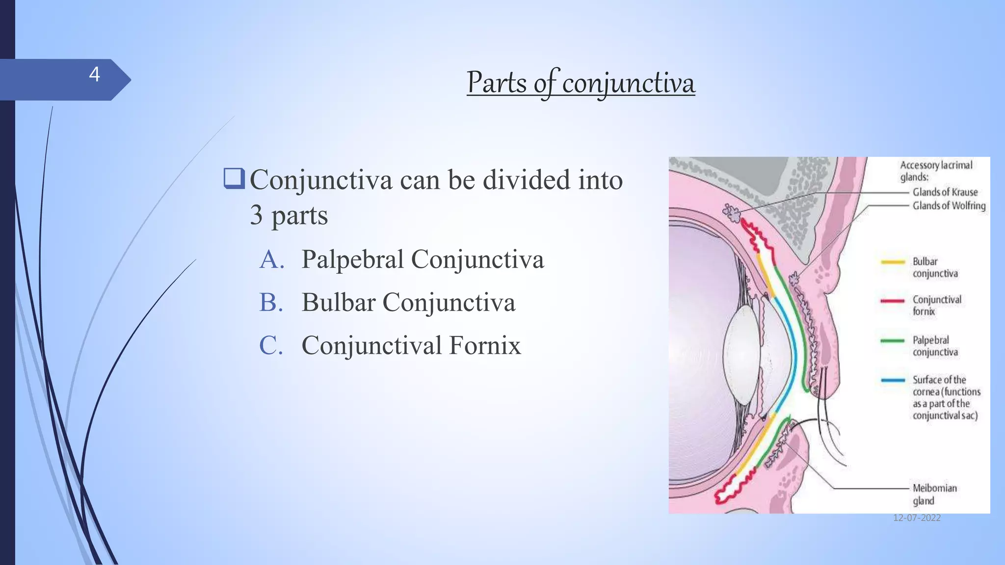 Anatomy of Conjunctiva.pptx