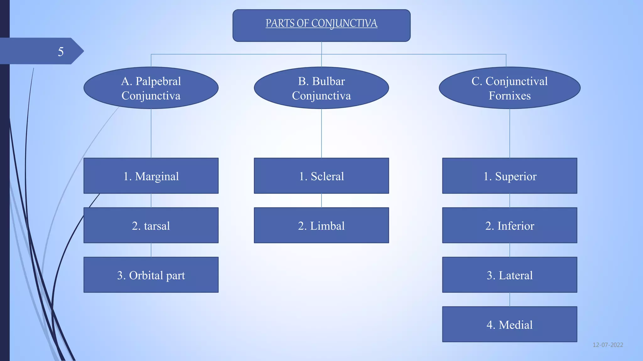 Anatomy of Conjunctiva.pptx