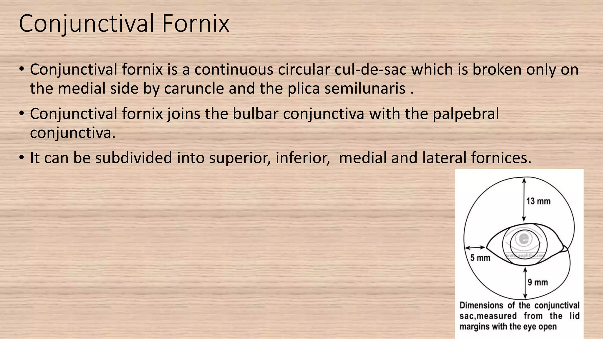 Anatomy of Conjunctiva.pptx