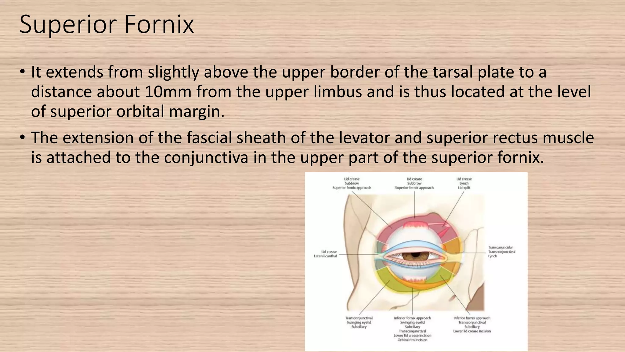 Anatomy of Conjunctiva.pptx