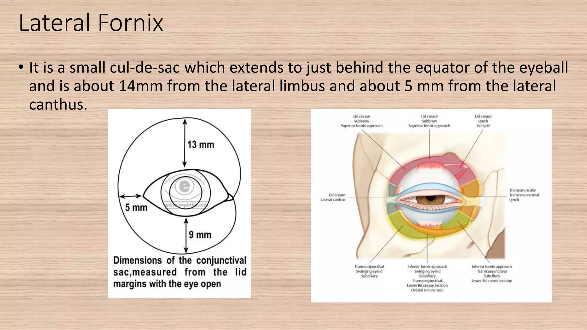 Anatomy of Conjunctiva.pptx