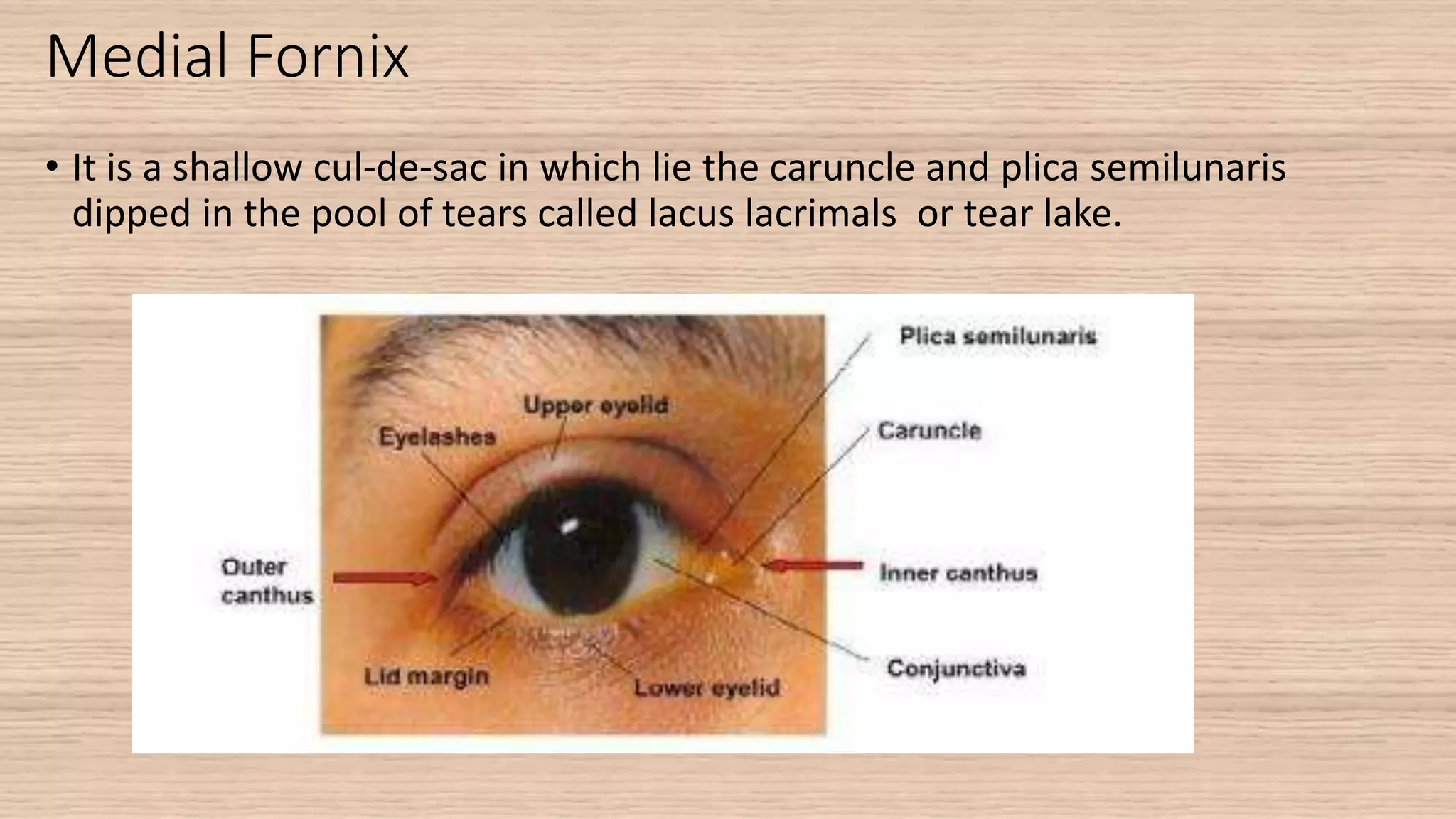 Anatomy Of Conjunctivapptx