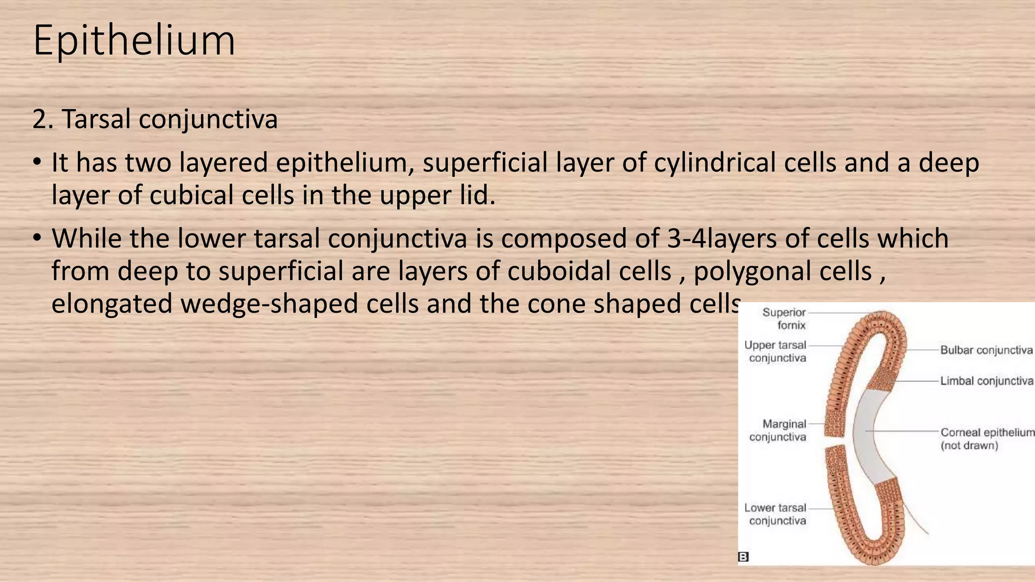 Anatomy of Conjunctiva.pptx