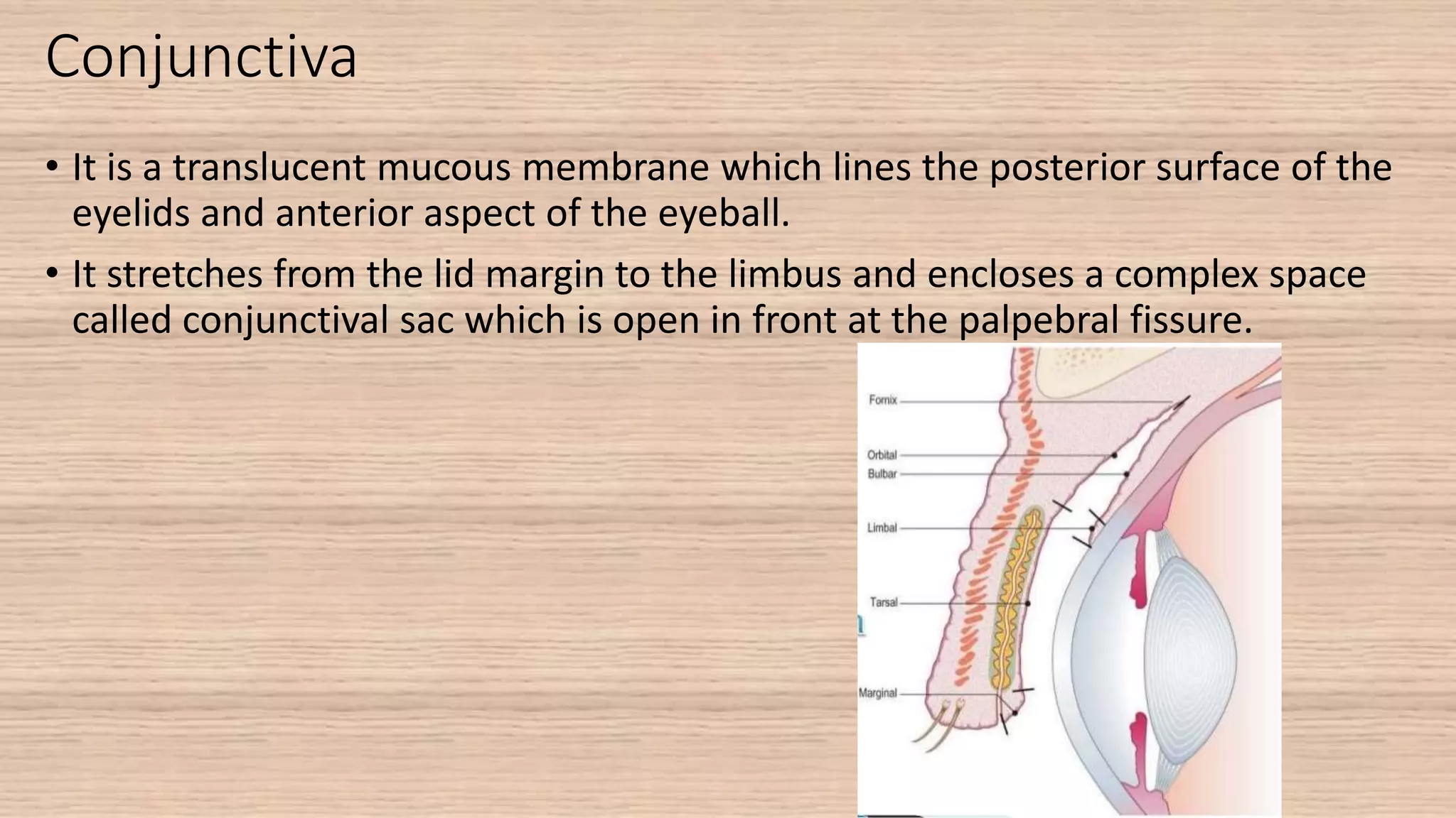 Anatomy of Conjunctiva.pptx