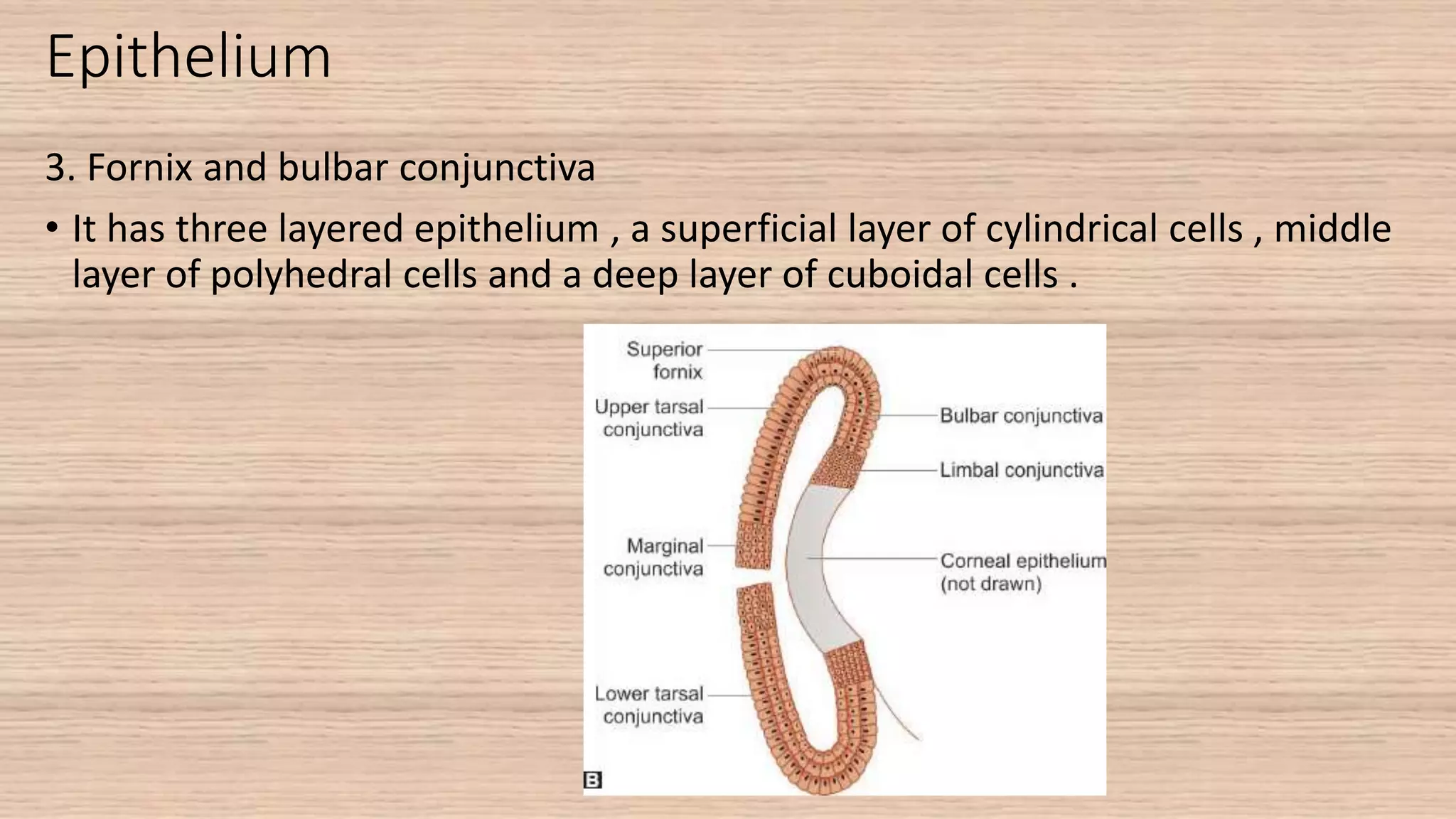 Anatomy of Conjunctiva.pptx