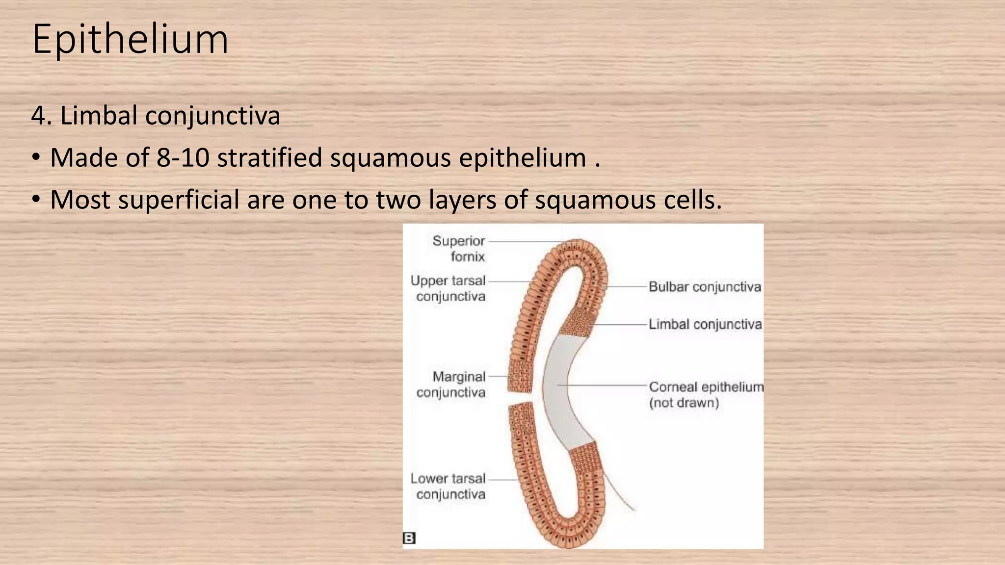 Anatomy of Conjunctiva.pptx