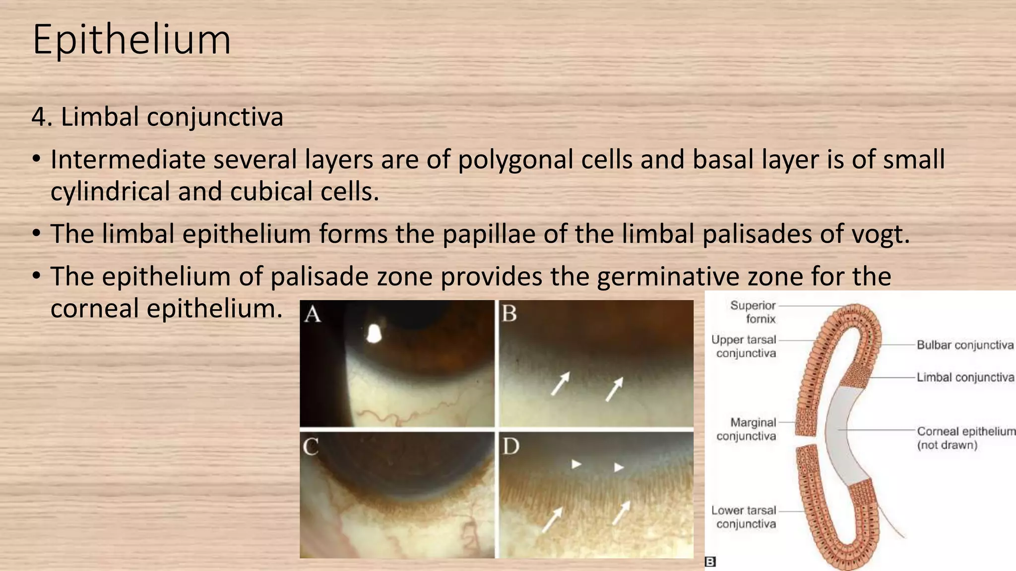 Anatomy of Conjunctiva.pptx