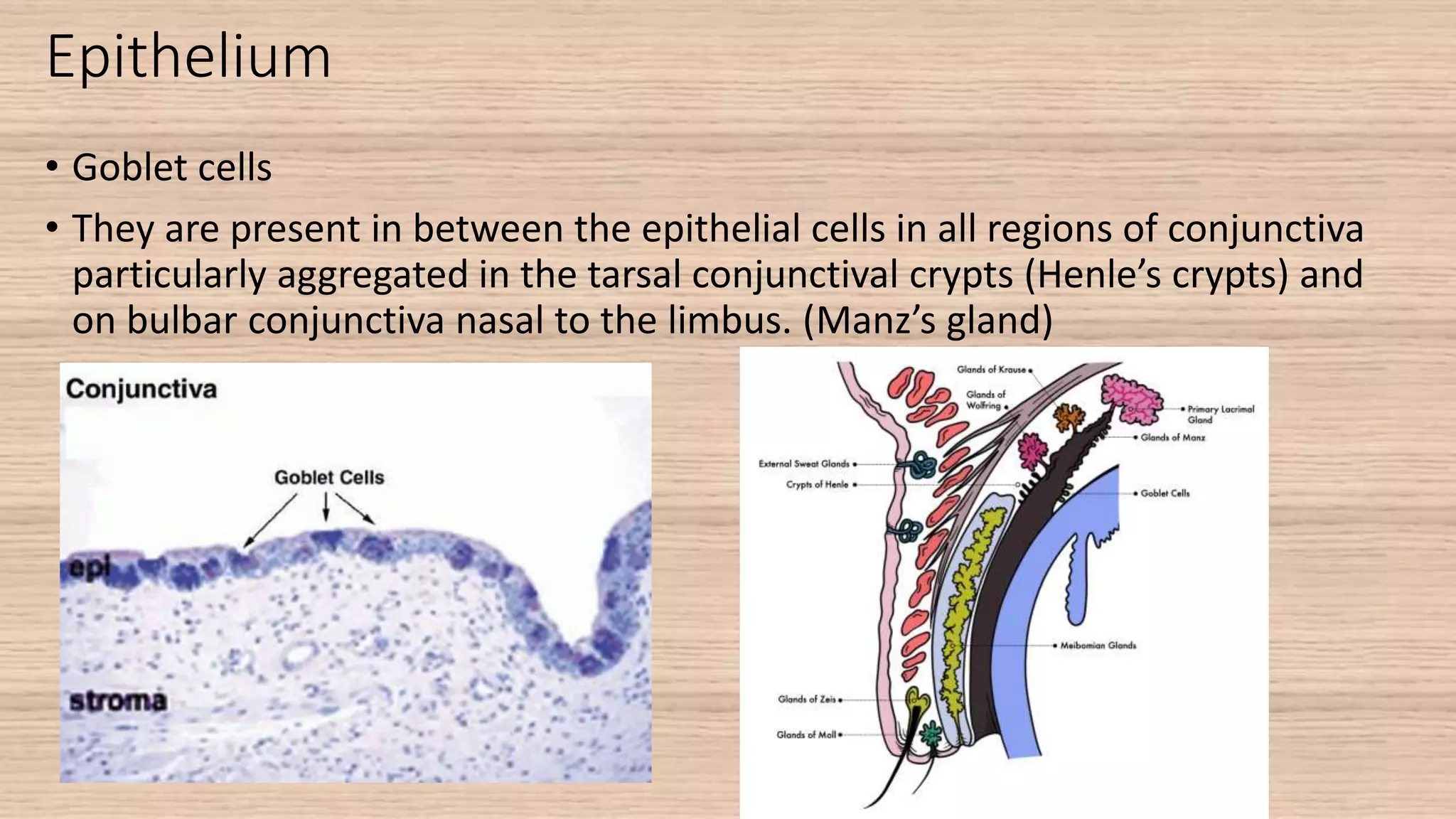 Anatomy of Conjunctiva.pptx