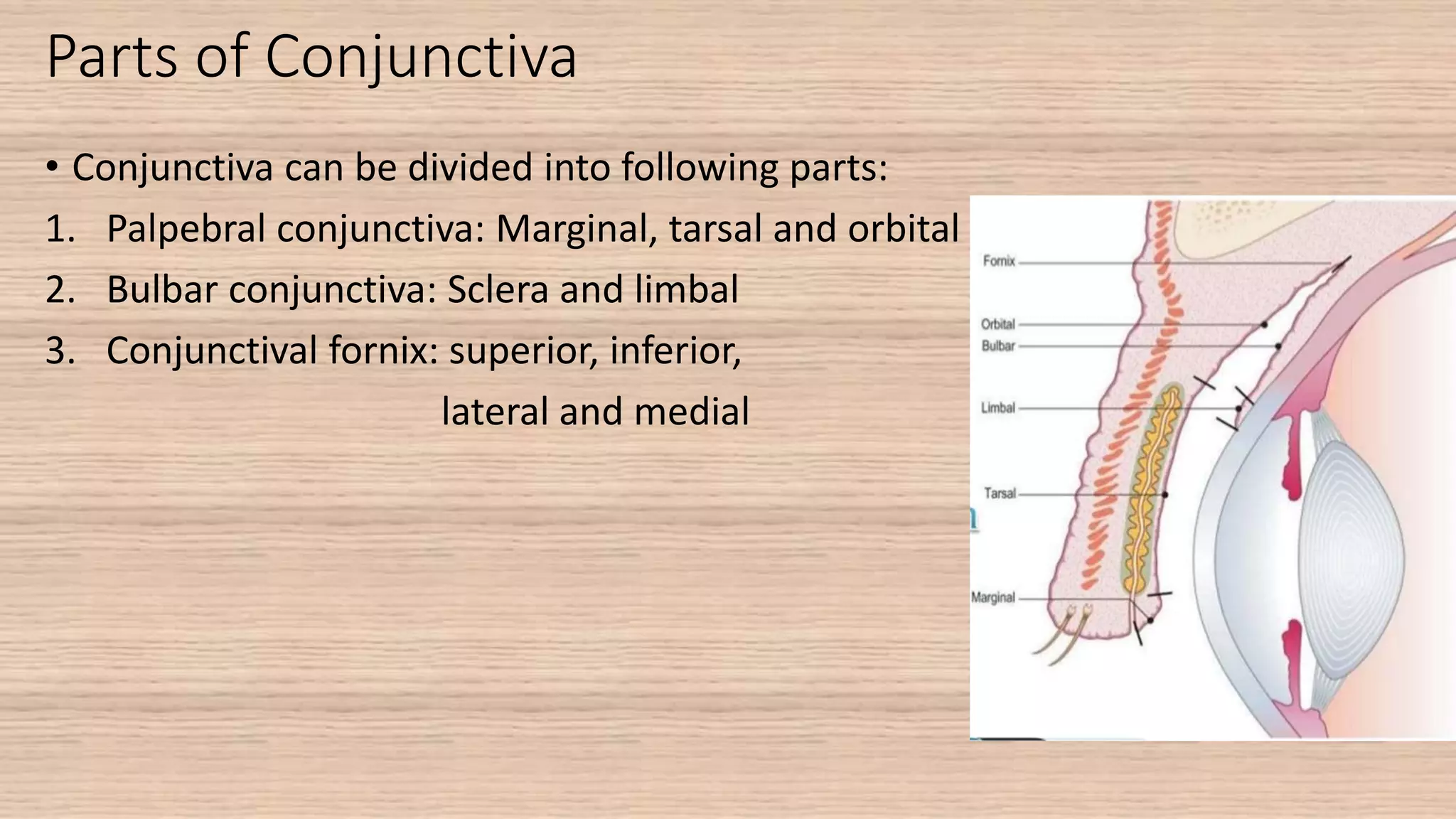 Anatomy of Conjunctiva.pptx