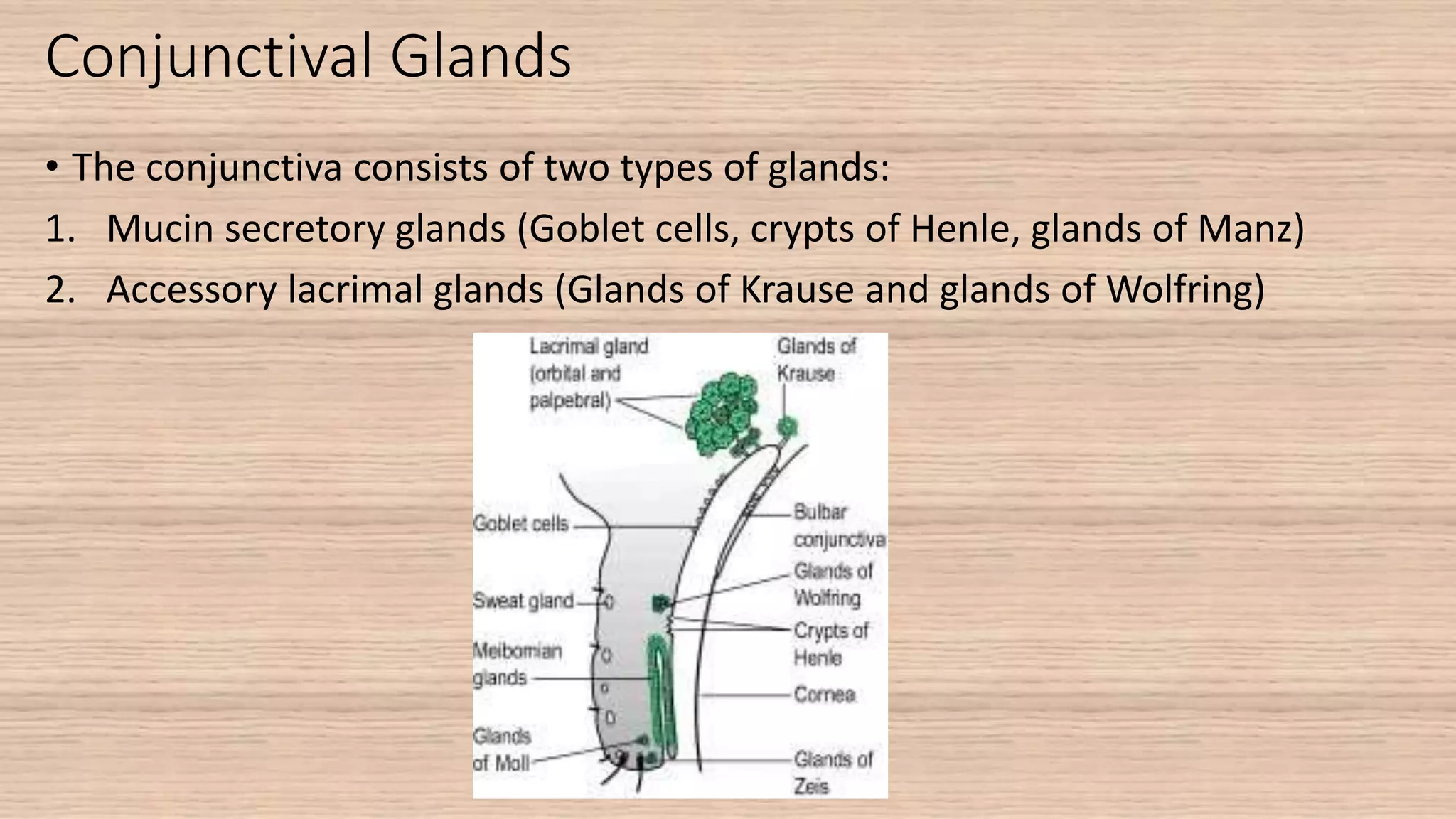 Anatomy of Conjunctiva.pptx