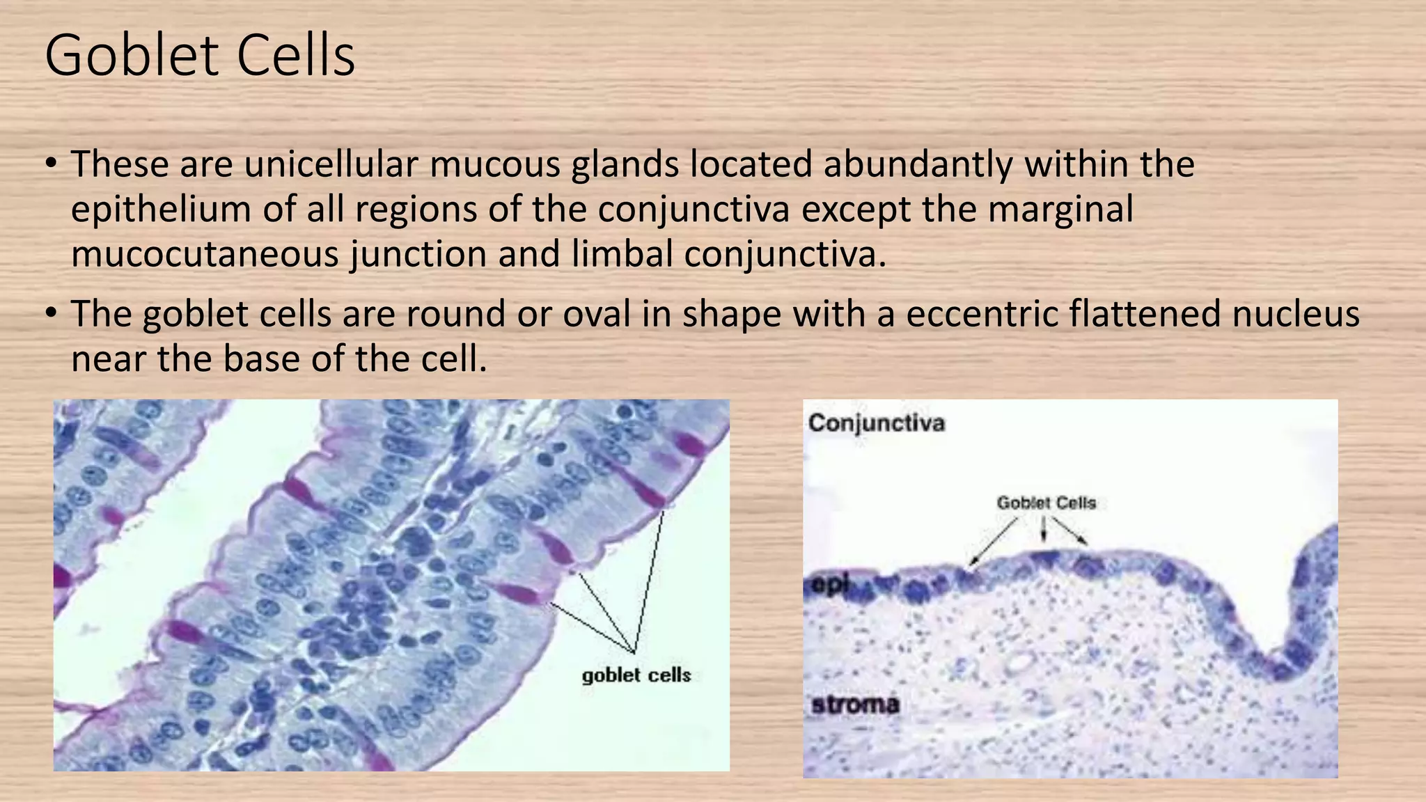 Anatomy of Conjunctiva.pptx