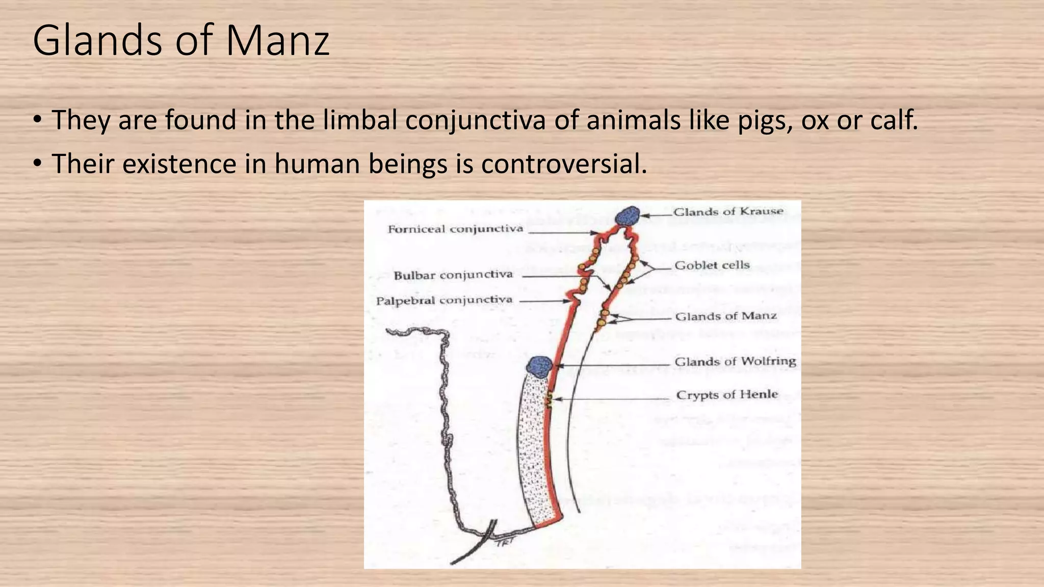 Anatomy of Conjunctiva.pptx