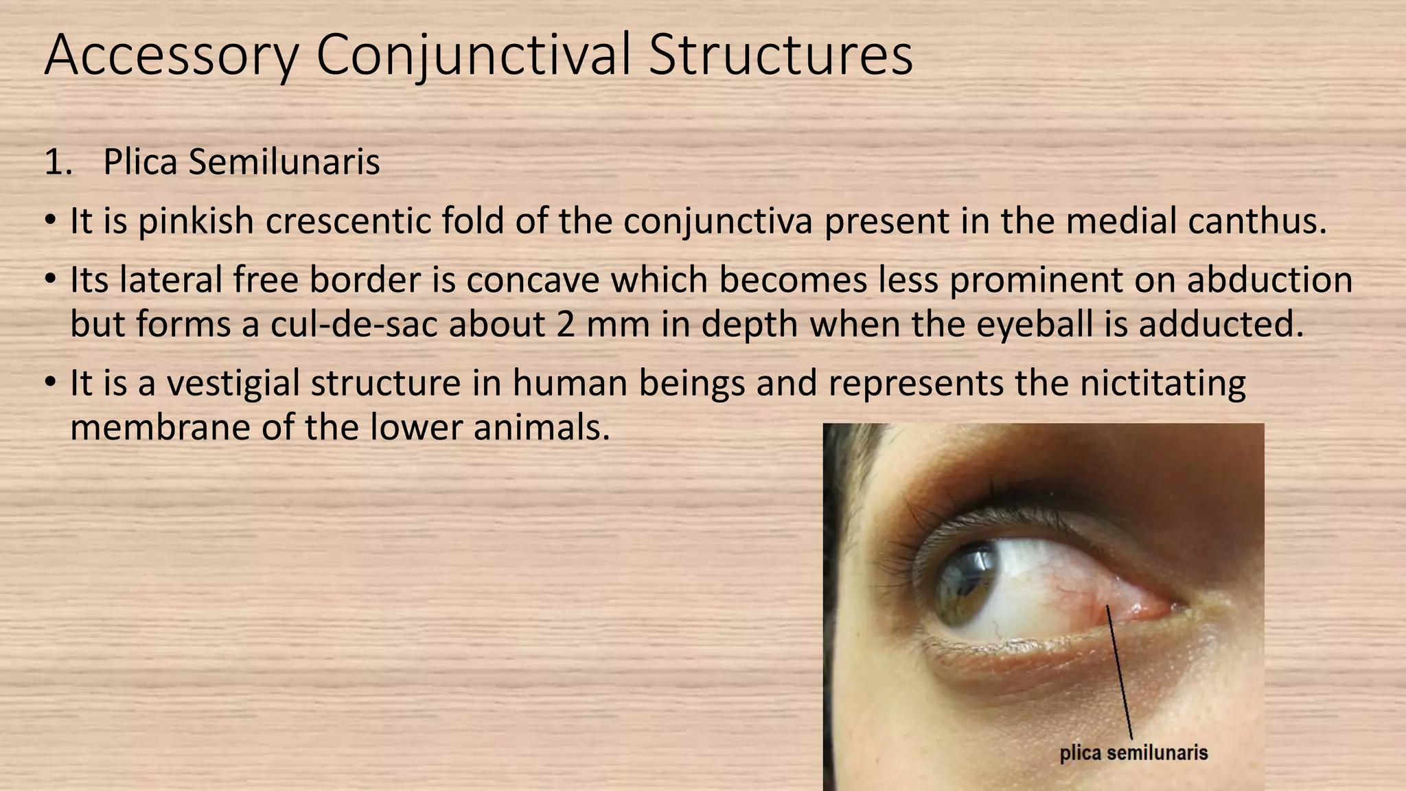 Anatomy of Conjunctiva.pptx