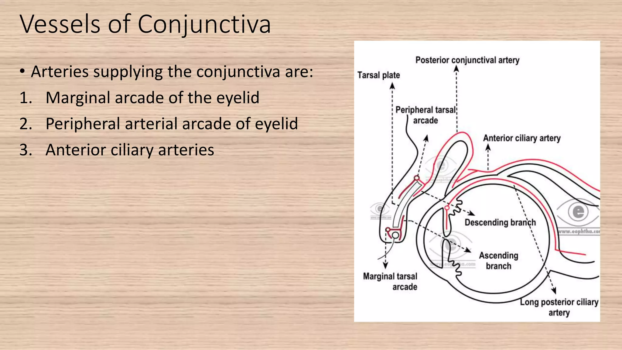 Anatomy of Conjunctiva.pptx