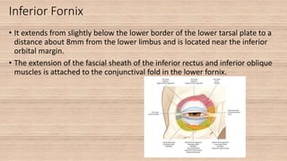 Anatomy of Conjunctiva.pptx
