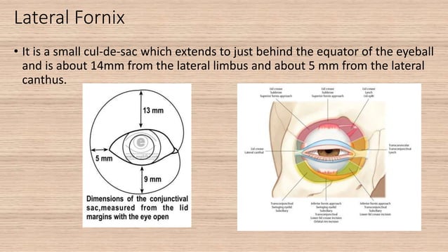 Anatomy of Conjunctiva.pptx | Eye and Vision Conditions | Diseases and ...