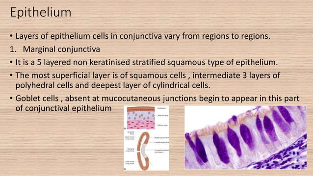 Anatomy of Conjunctiva.pptx | Eye and Vision Conditions | Diseases and ...
