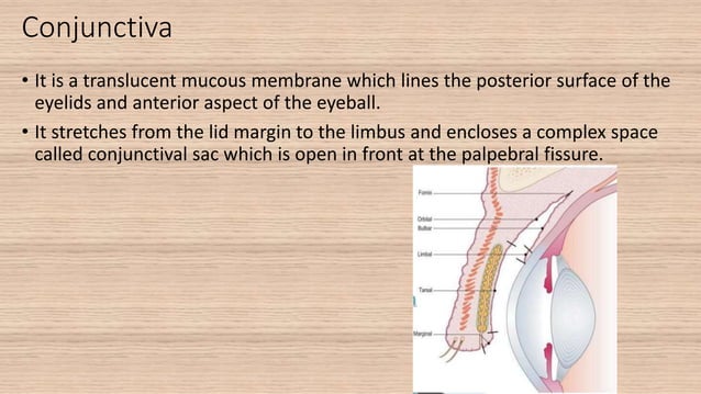 Anatomy of Conjunctiva.pptx | Eye and Vision Conditions | Diseases and ...