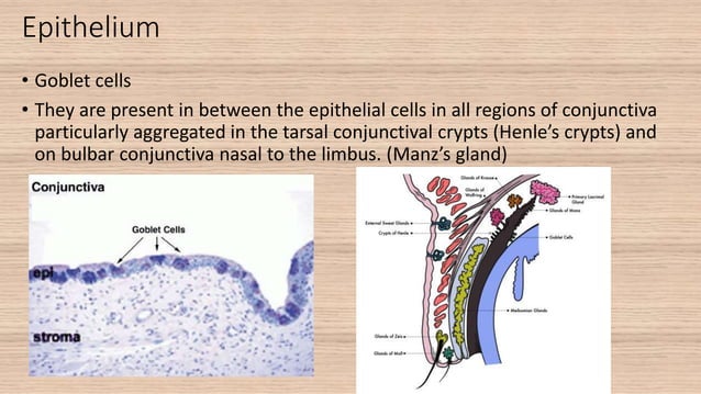 Anatomy of Conjunctiva.pptx | Eye and Vision Conditions | Diseases and ...