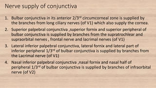 Anatomy of Conjunctiva.pptx