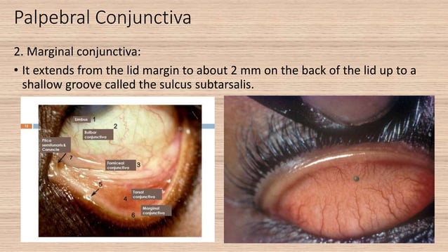 Anatomy Of Conjunctivapptx