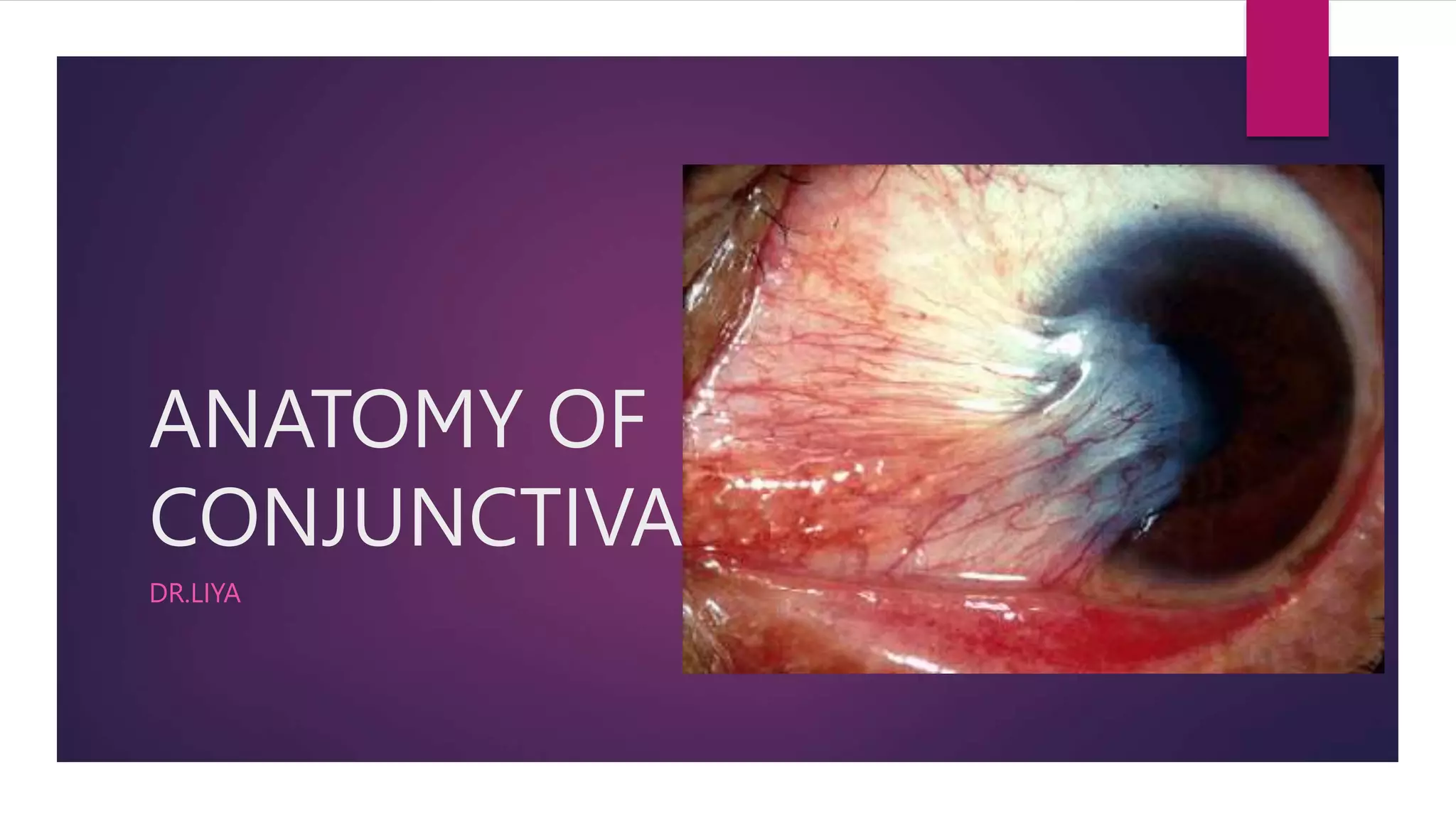 ANATOMY OF CONJUNCTIVA.pptx