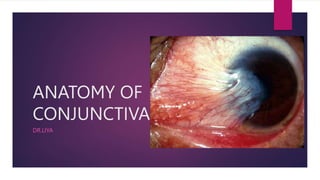 ANATOMY OF CONJUNCTIVA.pptx
