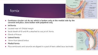 ANATOMY OF CONJUNCTIVA.pptx