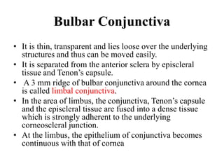 Anatomy of conjunctiva.pptx