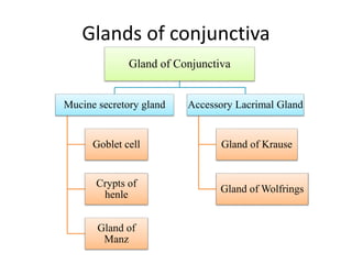 Anatomy of conjunctiva.pptx