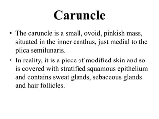 Anatomy of conjunctiva.pptx