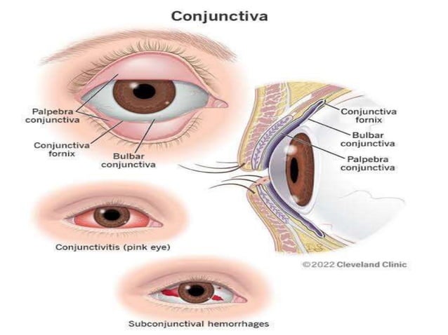 Anatomy of conjunctiva.pptx