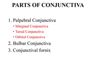 Anatomy of conjunctiva.pptx