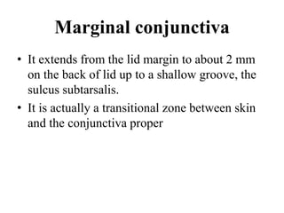 Anatomy of conjunctiva.pptx