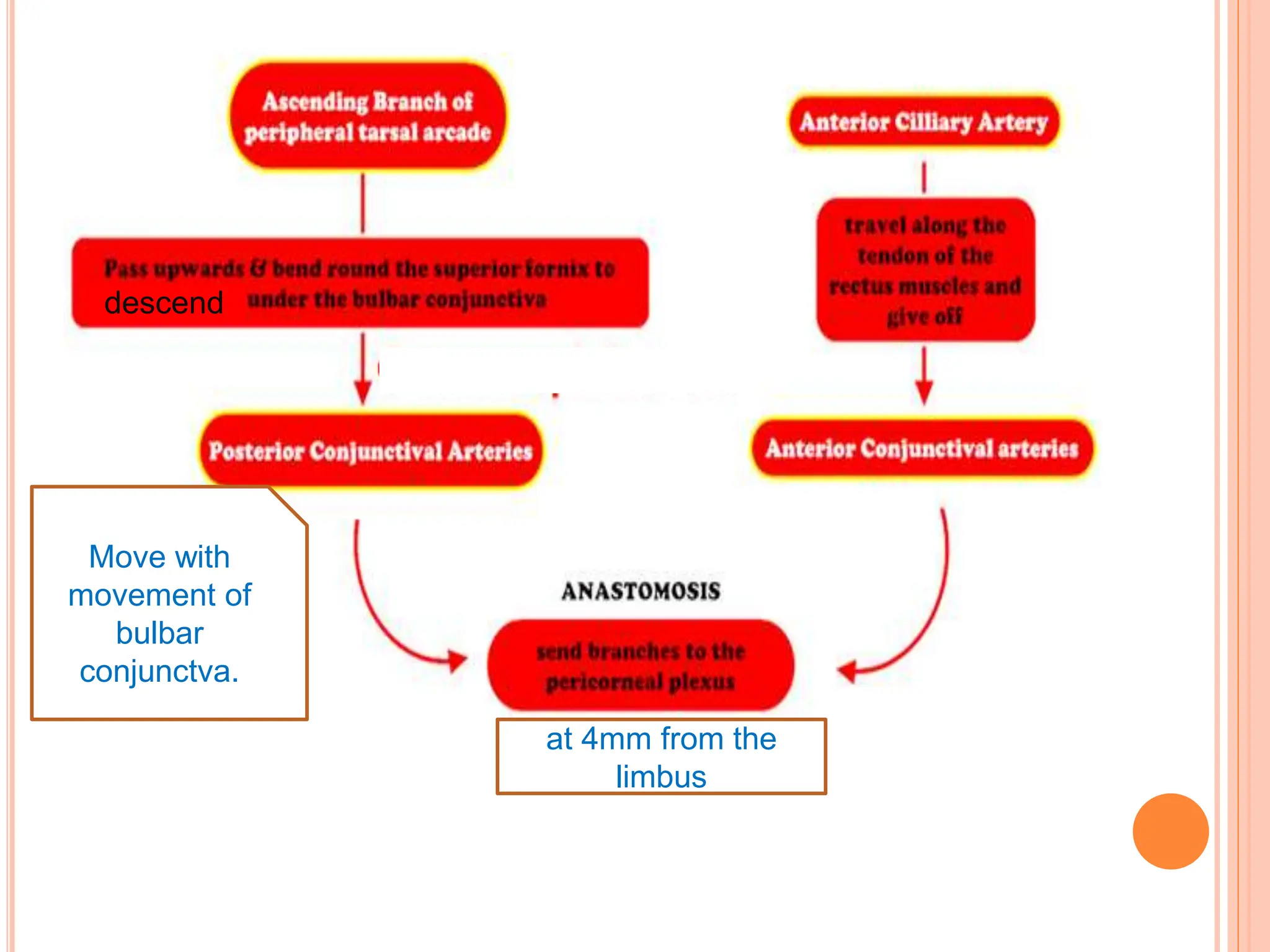 anatomy and pathophysiology of conjunctiva.pptx