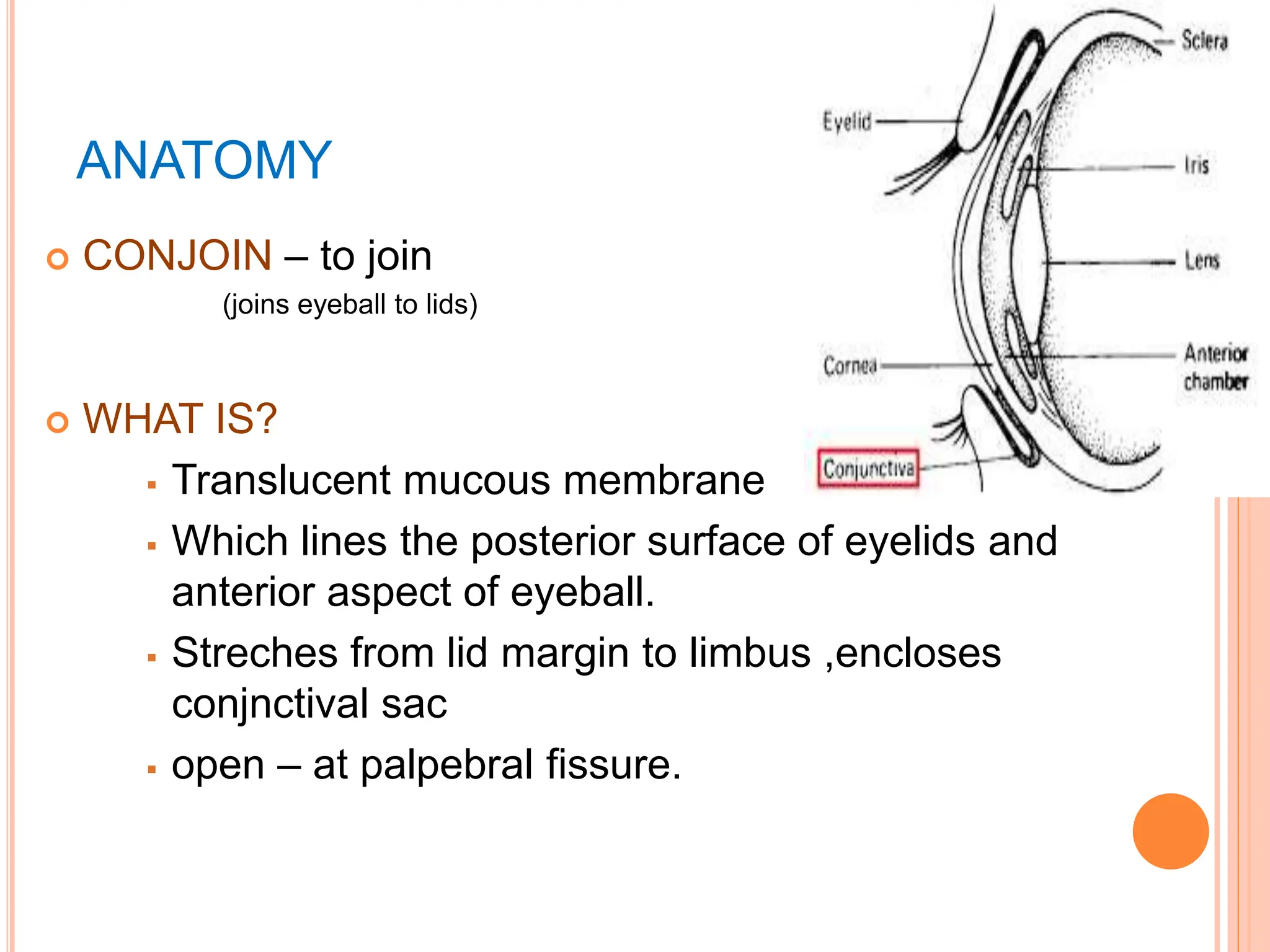 anatomy and pathophysiology of conjunctiva.pptx