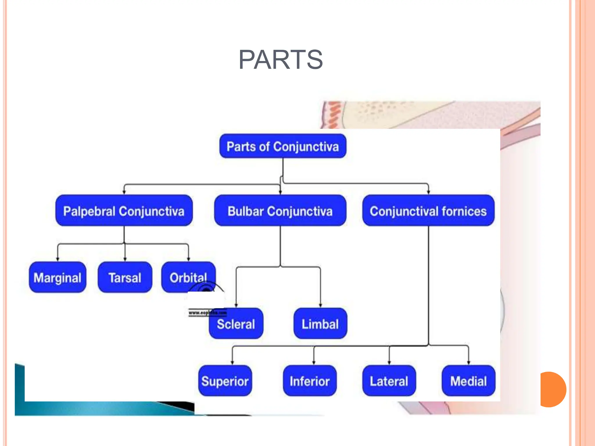 anatomy and pathophysiology of conjunctiva.pptx