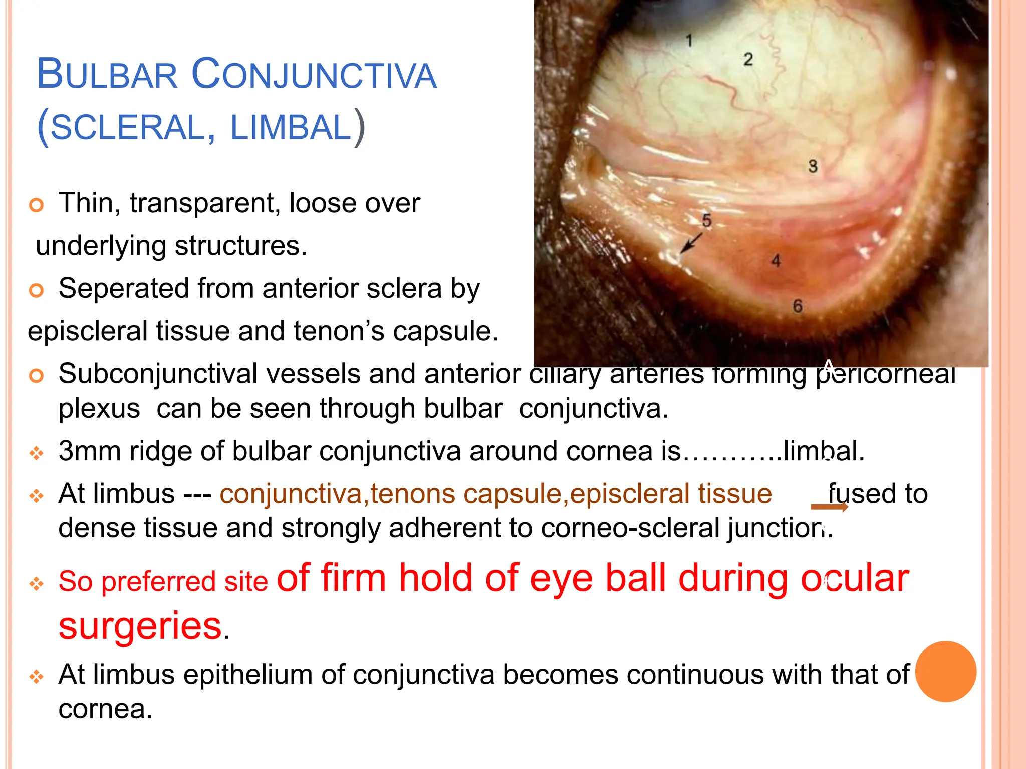 anatomy and pathophysiology of conjunctiva.pptx