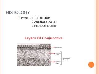 anatomy and pathophysiology of conjunctiva.pptx