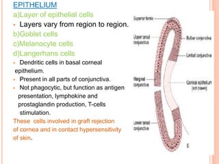 anatomy and pathophysiology of conjunctiva.pptx