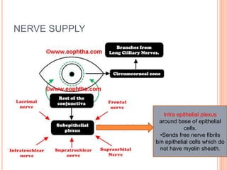 anatomy and pathophysiology of conjunctiva.pptx