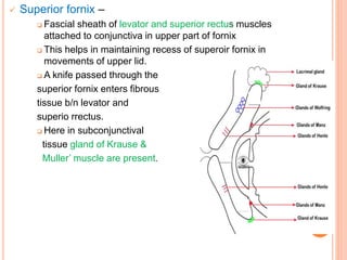 anatomy and pathophysiology of conjunctiva.pptx