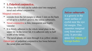 Anatomy of Conjunctiva, types, layers pptx | PPTX