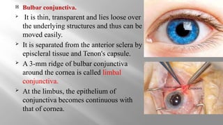 Anatomy of Conjunctiva, types, layers pptx | PPTX