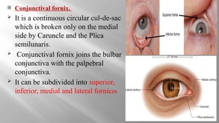 Anatomy of Conjunctiva, types, layers pptx | PPTX